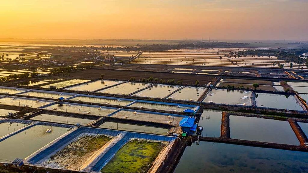 Useful Tips For Fish Farming