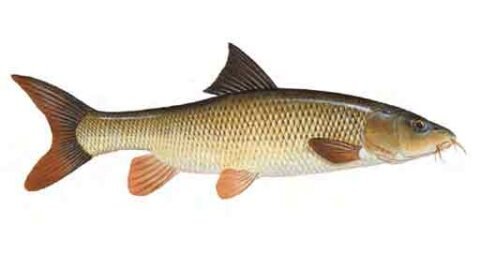Round Fish Species - Mahigar