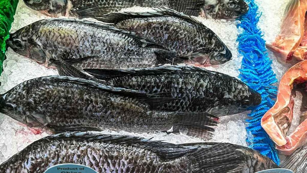 How To Cook Fish From Frozen And Make It Taste Amazing